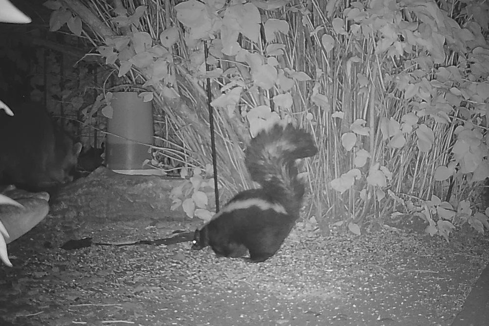Urban Wildlife Project — Animal Behavior & Cognition Lab