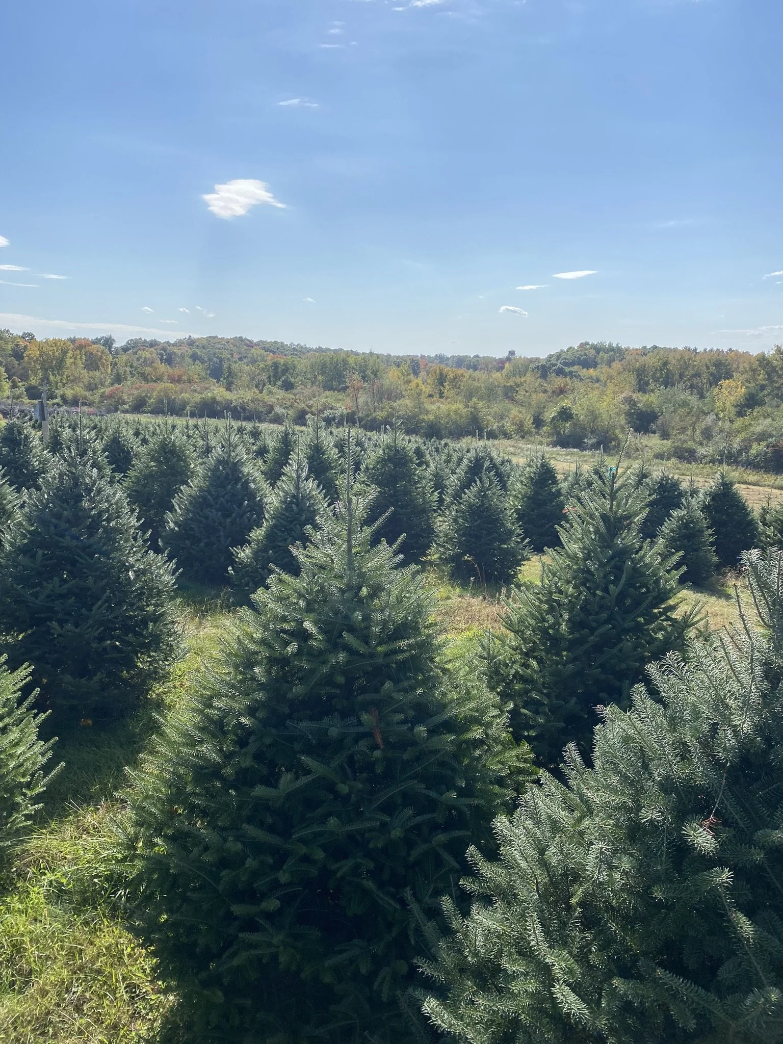 Syme Family Farm