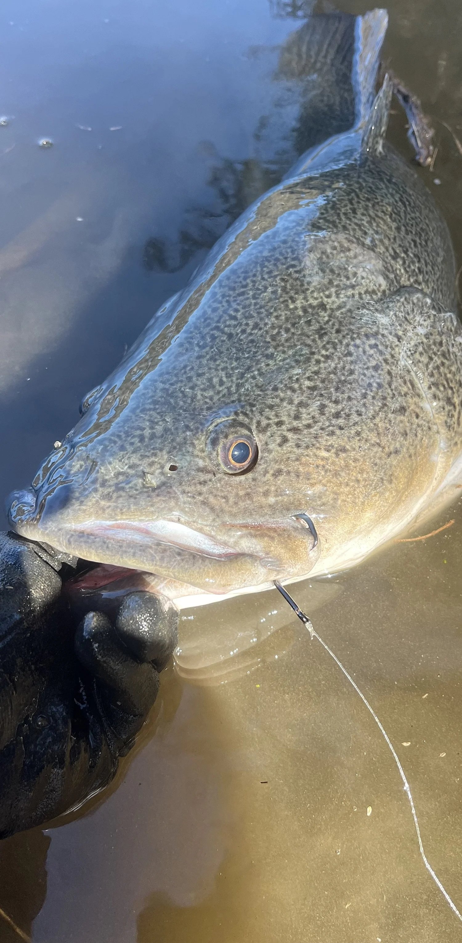 Species Spotlight: Murray Cod — Upper Murrumbidgee Demonstration Reach