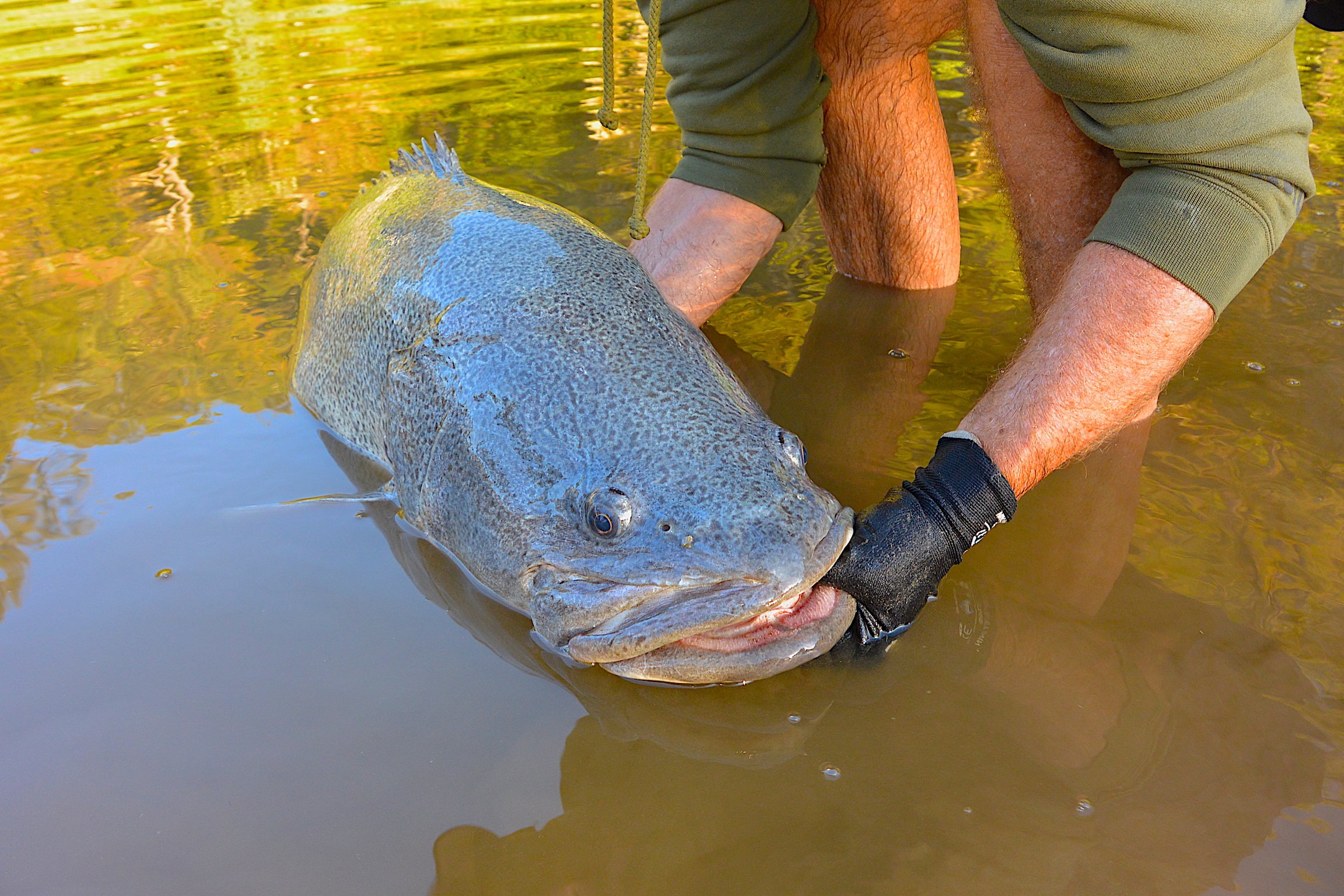 Species Spotlight: Murray Cod — Upper Murrumbidgee Demonstration Reach