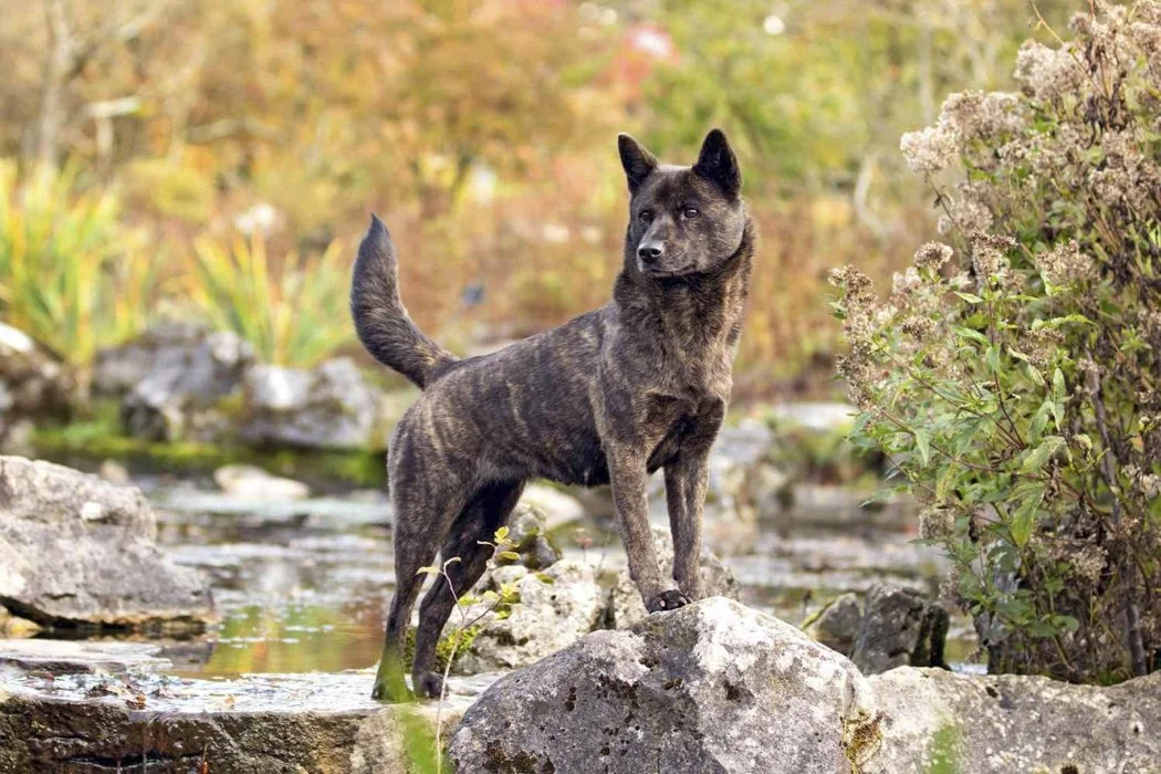 Top 10 des races de chiens les plus rares au monde — Chien-Chien