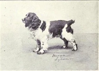 Cocker Anglais : témoignages de passionnés — Chien-Chien