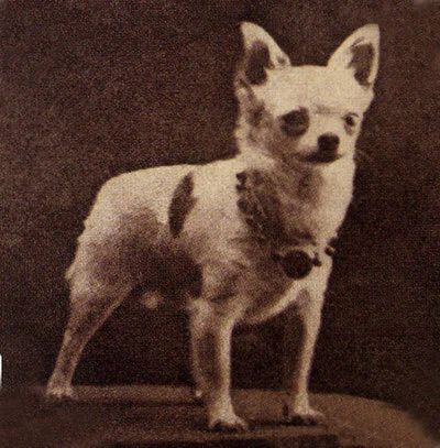 Tout savoir sur le Chihuahua : témoignages de passionnés — Chien-Chien