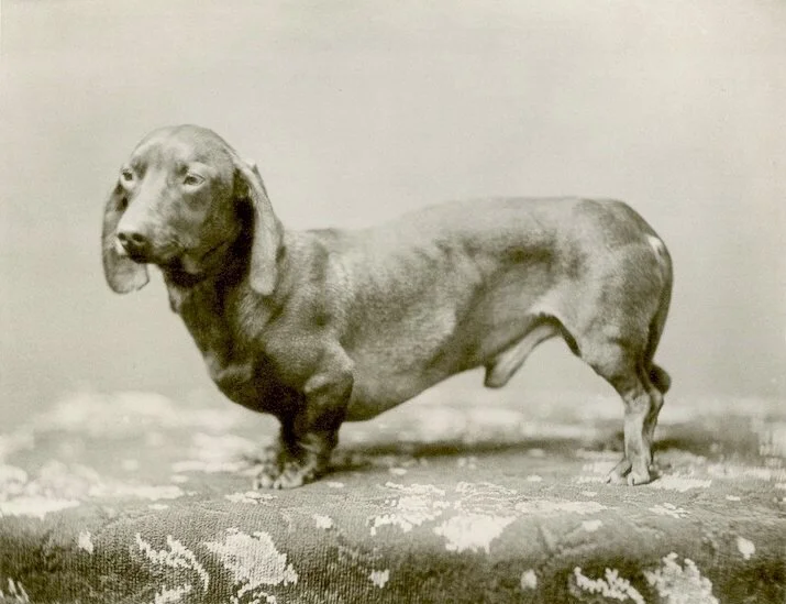 Tout savoir sur le Teckel : témoignages de passionnés — Chien-Chien