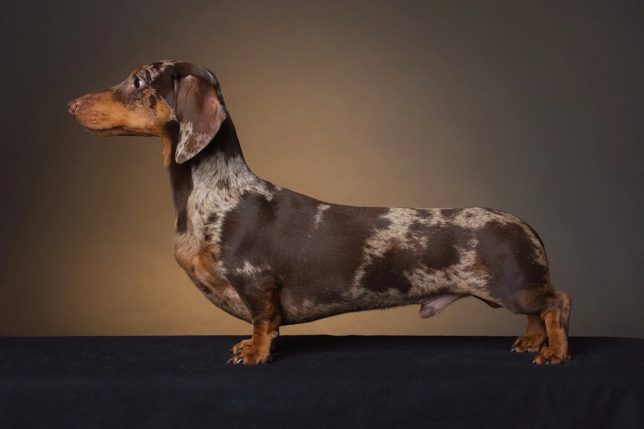 Tout savoir sur le Teckel : témoignages de passionnés de la race ...