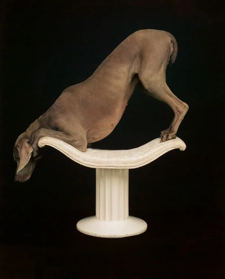 Astrologie canine : le caractère des chiens selon leur signe — Chien-Chien