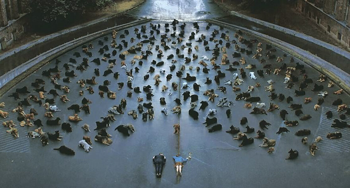 Top 8 : notre sélection des meilleurs films avec un chien — Chien-Chien