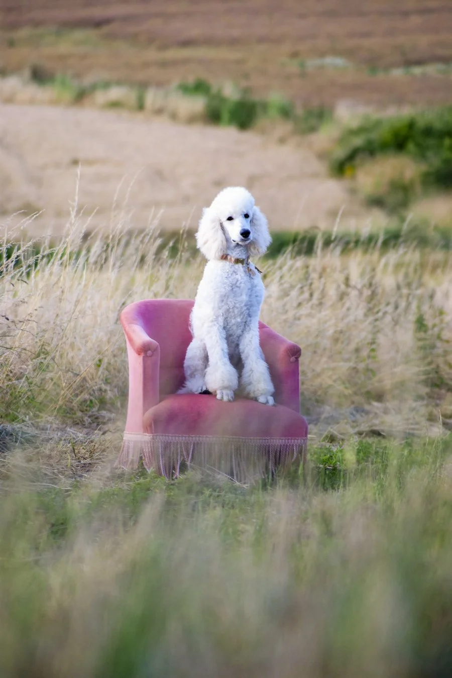 Témoignage : Evguénia et Stuart, son Caniche Royal — Chien-Chien