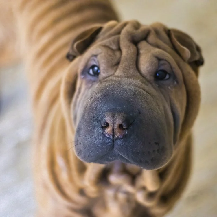 Témoignage : rencontre avec une passionnée de Sharpei — Chien-Chien