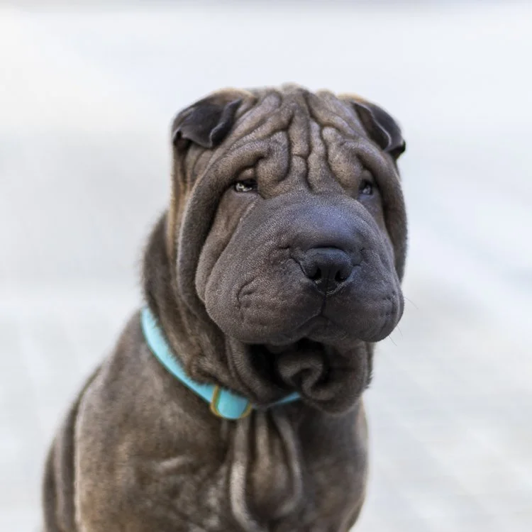 Témoignage : rencontre avec une passionnée de Sharpei — Chien-Chien