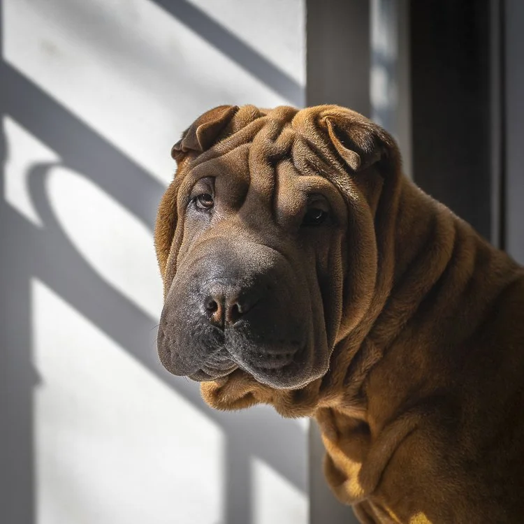 Témoignage : rencontre avec une passionnée de Sharpei — Chien-Chien