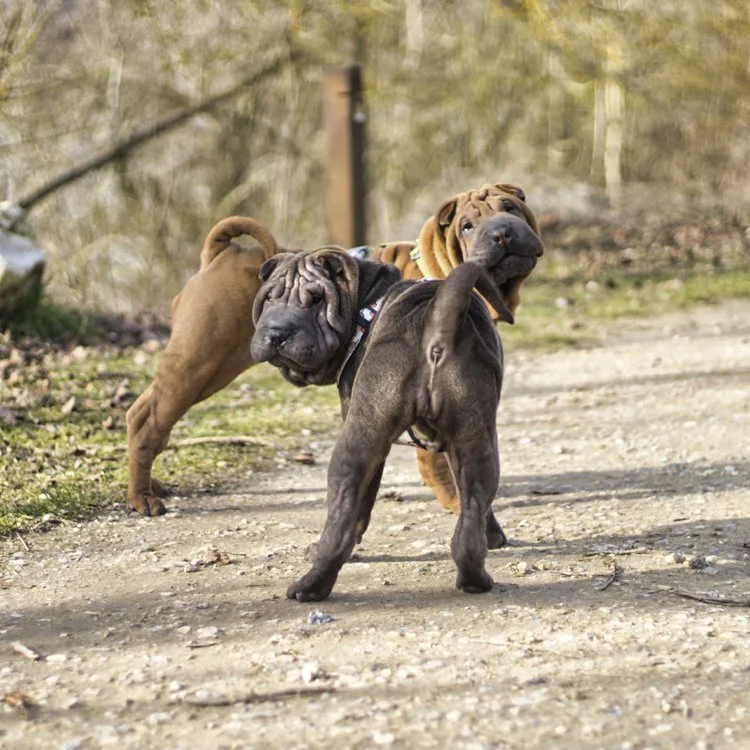 Témoignage : rencontre avec une passionnée de Sharpei — Chien-Chien