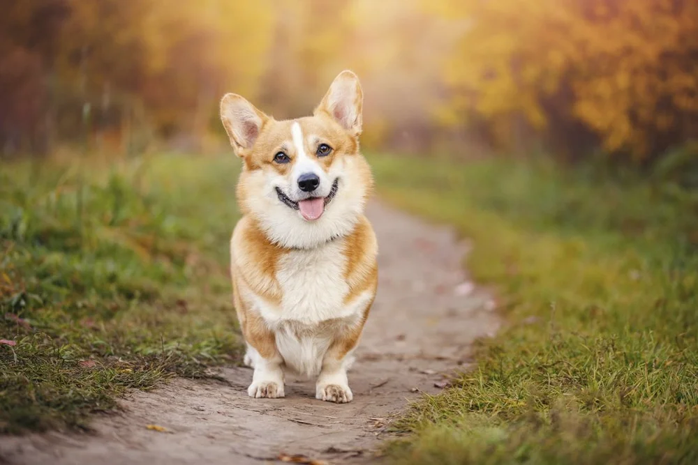 Focus sur le Corgi Pembroke et le Corgi Cardigan — Chien-Chien