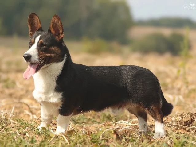 Focus sur le Corgi Pembroke et le Corgi Cardigan — Chien-Chien