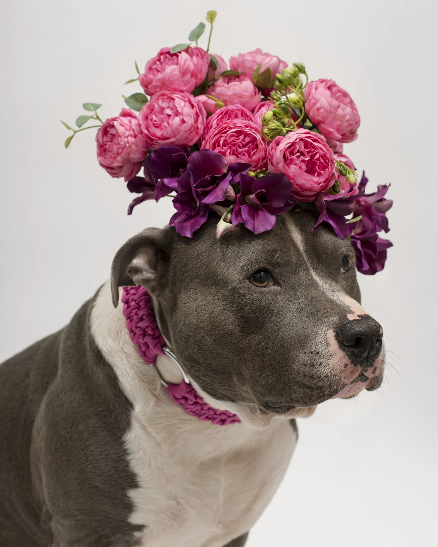 Collections et shootings — Chien-Chien