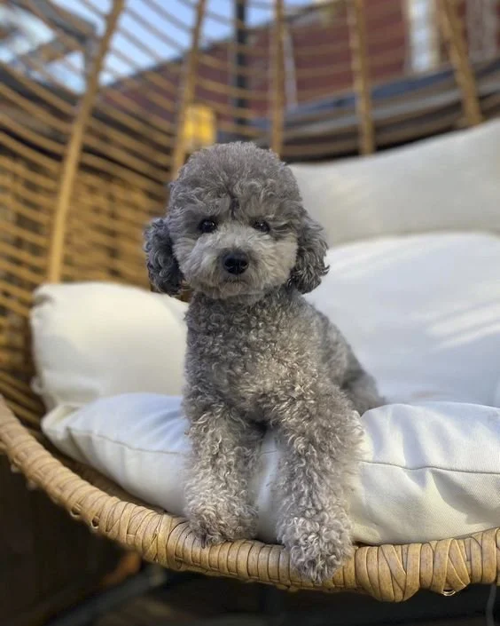 Le Caniche : qu'en disent les passionnés de la race ? — Chien-Chien