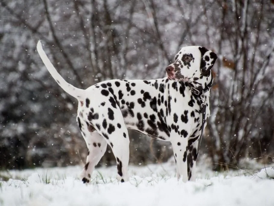 Tout savoir sur le Dalmatien : témoignages de passionnés — Chien-Chien