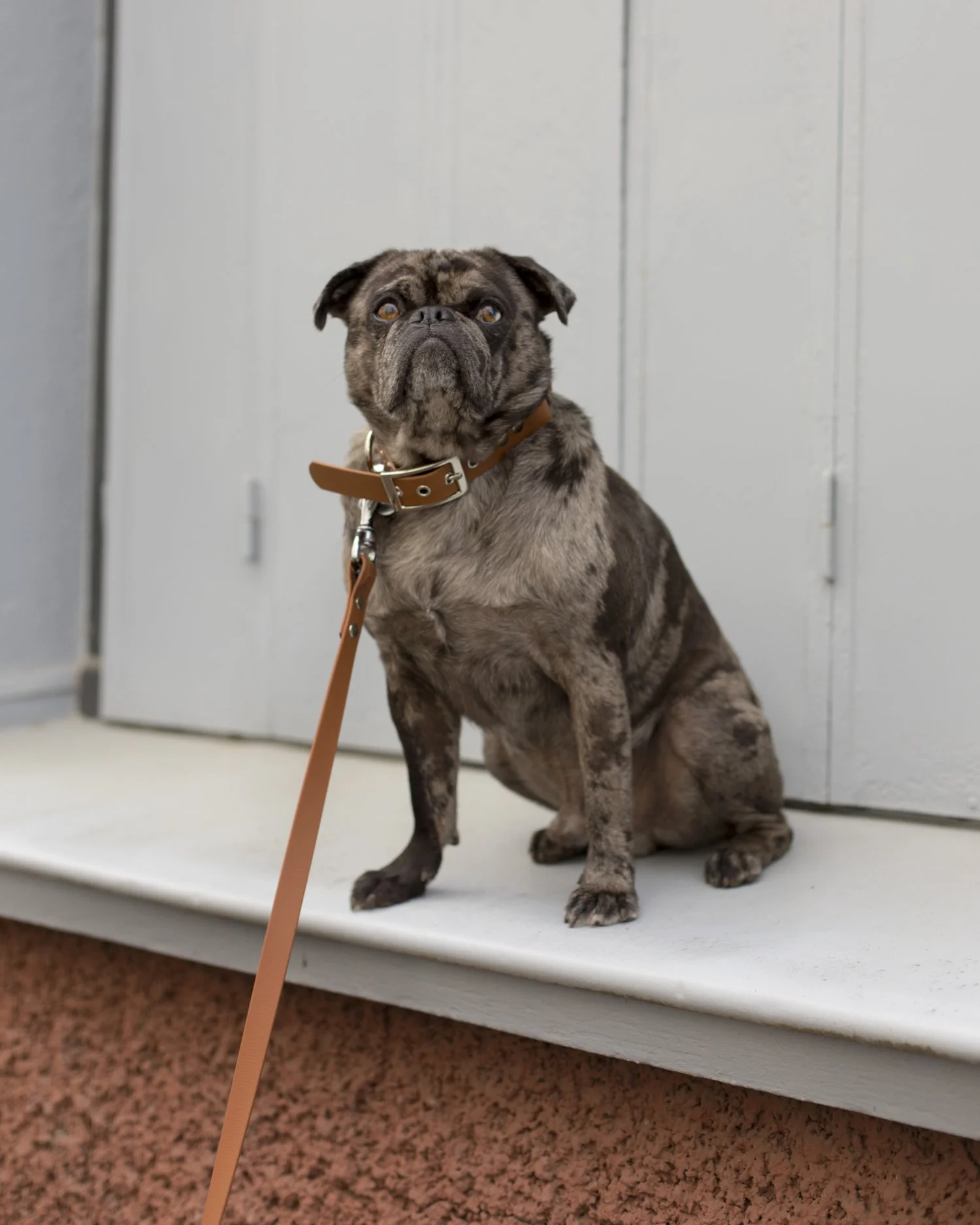 La race du mois : le Carlin aussi appelé "pug" — Chien-Chien