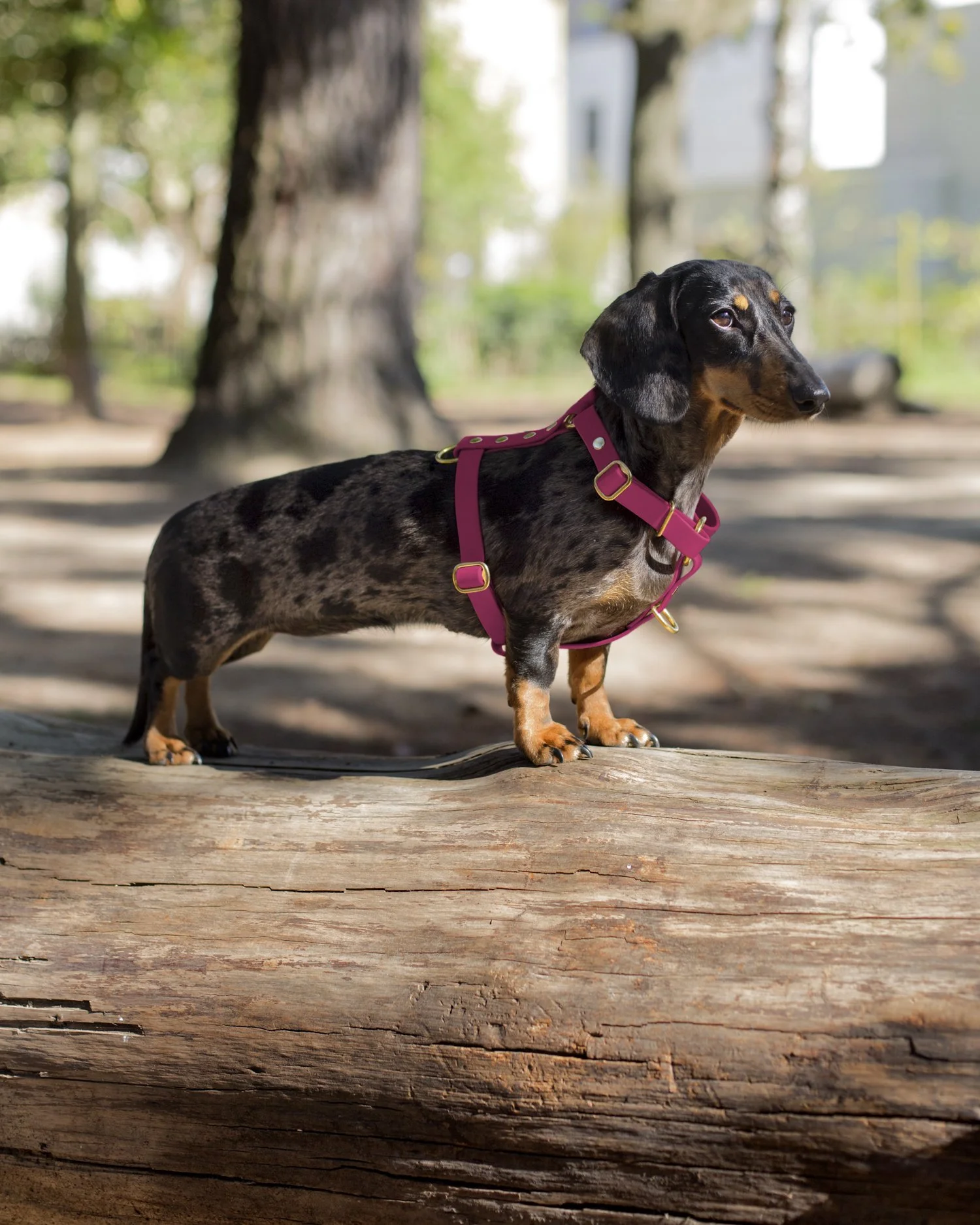 Tout savoir sur le Teckel : témoignages de passionnés — Chien-Chien