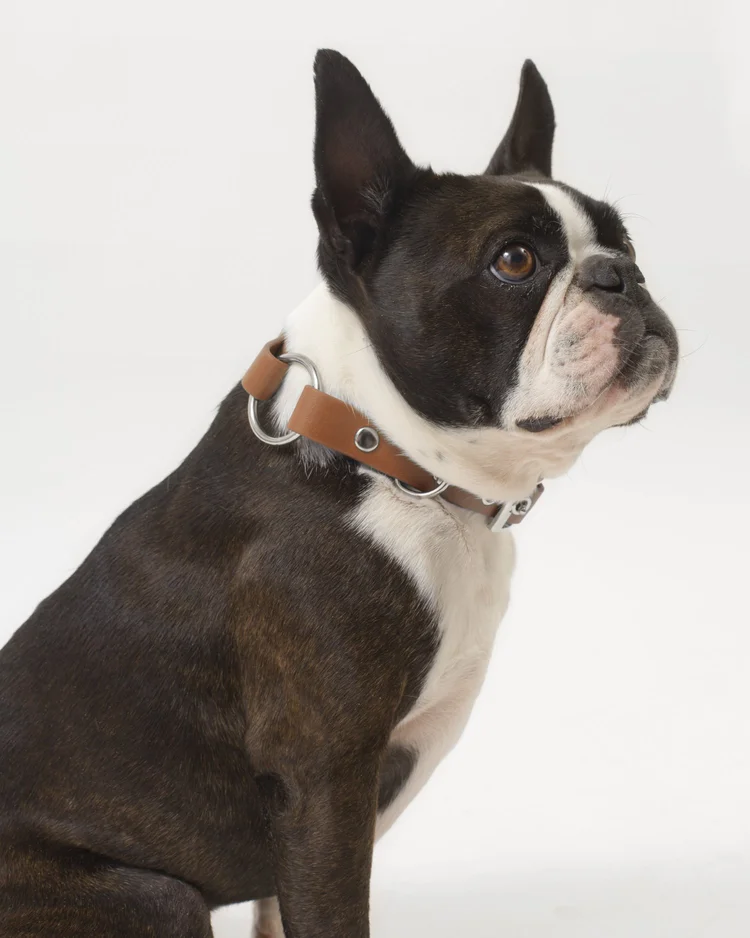 Laisse 3 positions corde Boston — Chien-Chien