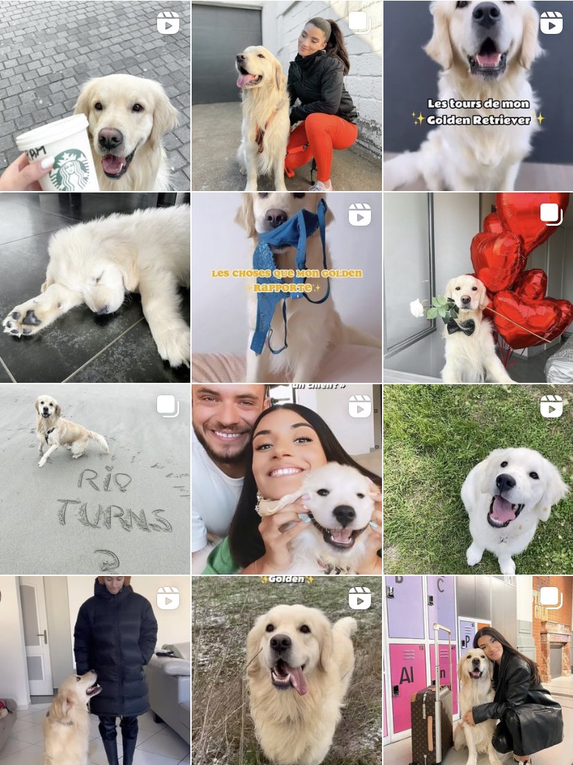 Golden Retriever : témoignages de propriétaires et avis sur la race ...
