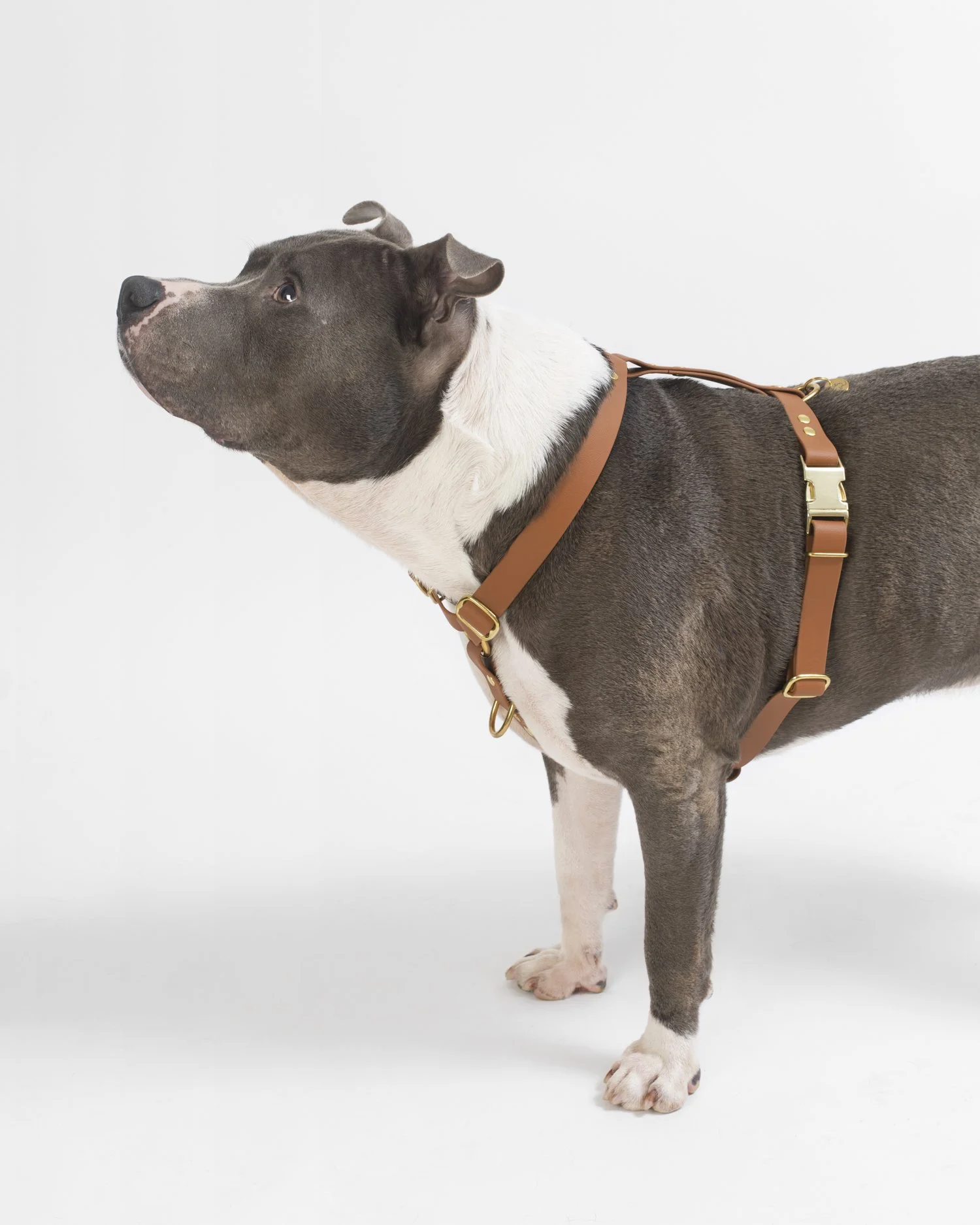 Laisse 3 positions corde Boston — Chien-Chien