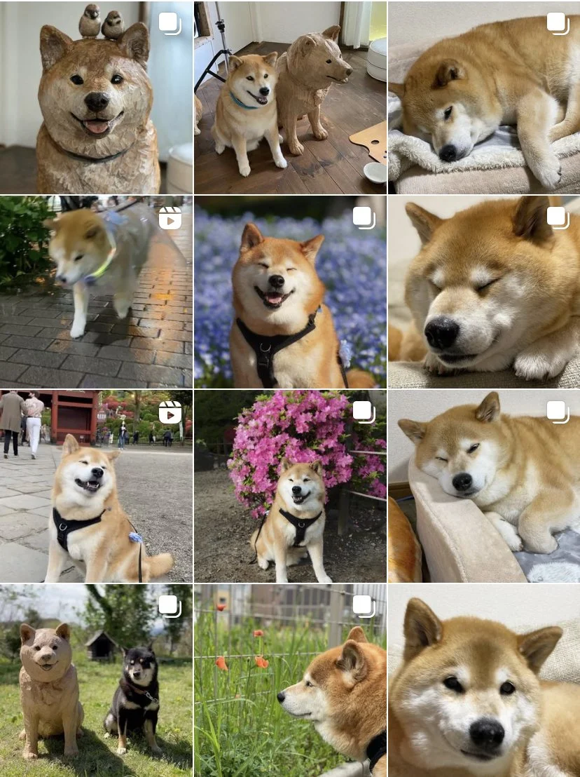 Tout savoir sur le Shiba Inu : témoignages de passionnés — Chien-Chien