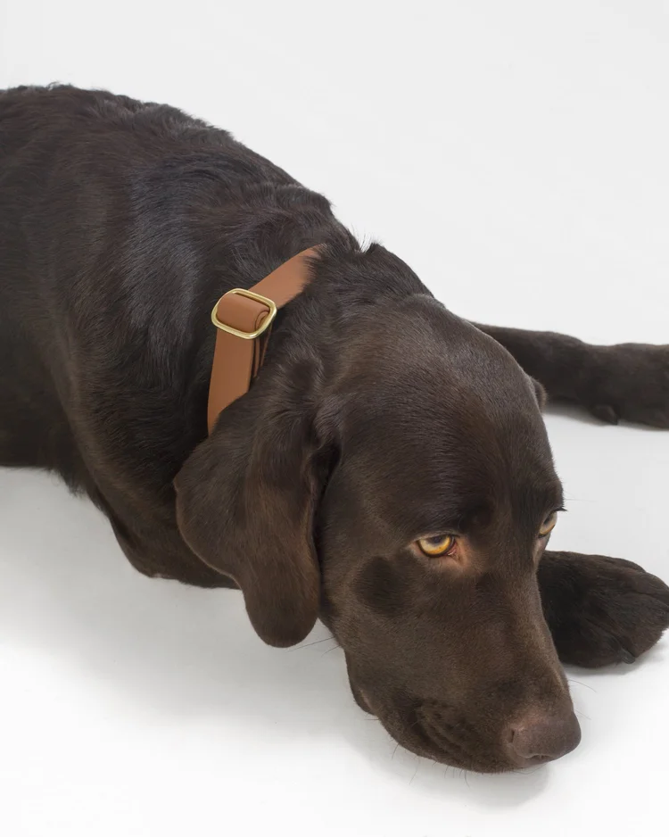 Laisse 3 positions corde Boston — Chien-Chien