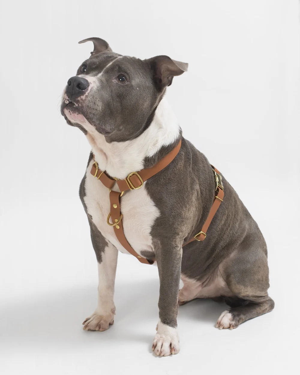 Laisse 3 positions pour chien Boston — Chien-Chien