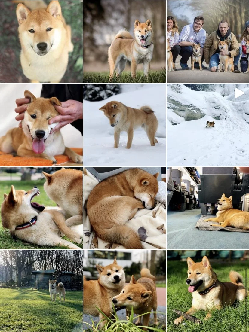 Tout savoir sur le Shiba Inu : témoignages de passionnés — Chien-Chien