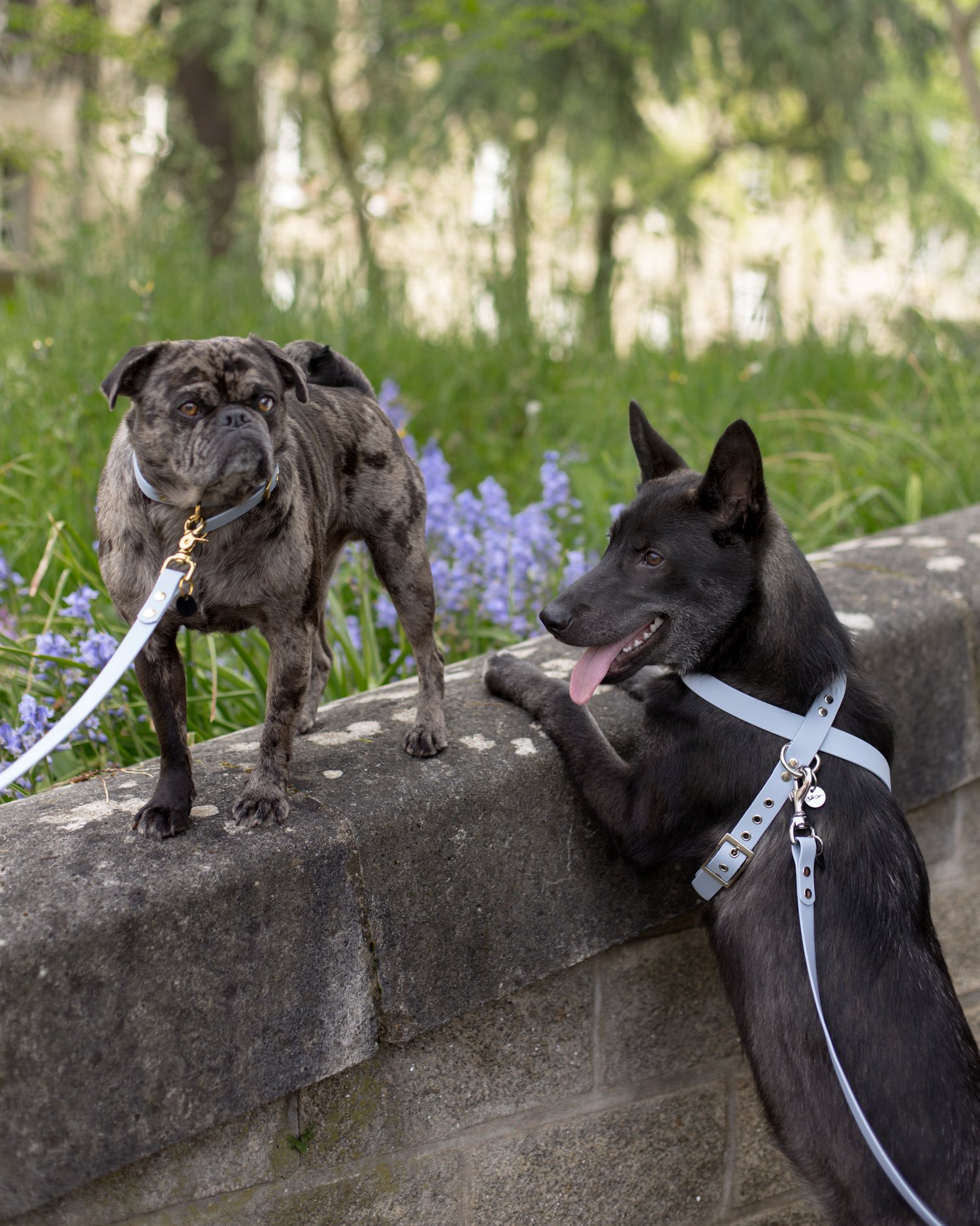 Chien-Chien - Colliers, harnais et laisses made in France