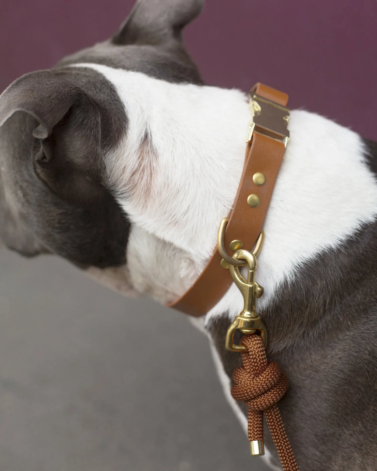 Laisse 3 positions corde Boston — Chien-Chien