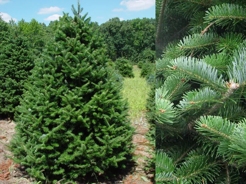 Trees Types — Medina Christmas Tree Farms