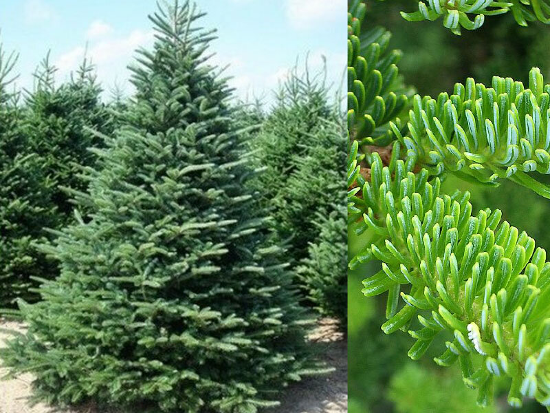 Trees Types — Medina Christmas Tree Farms