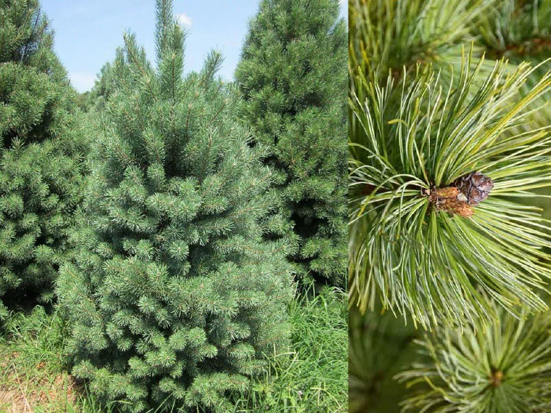 Trees Types — Medina Christmas Tree Farms
