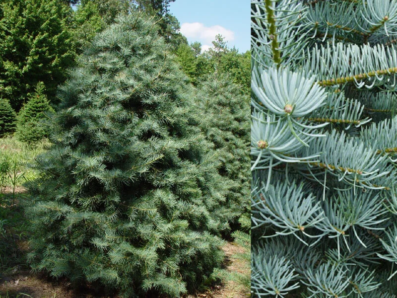 Trees Types — Medina Christmas Tree Farms