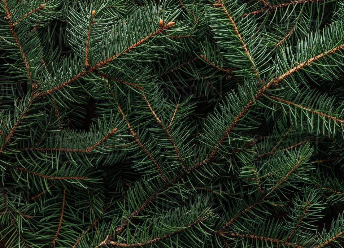 Wreaths and Decorations — Medina Christmas Tree Farms