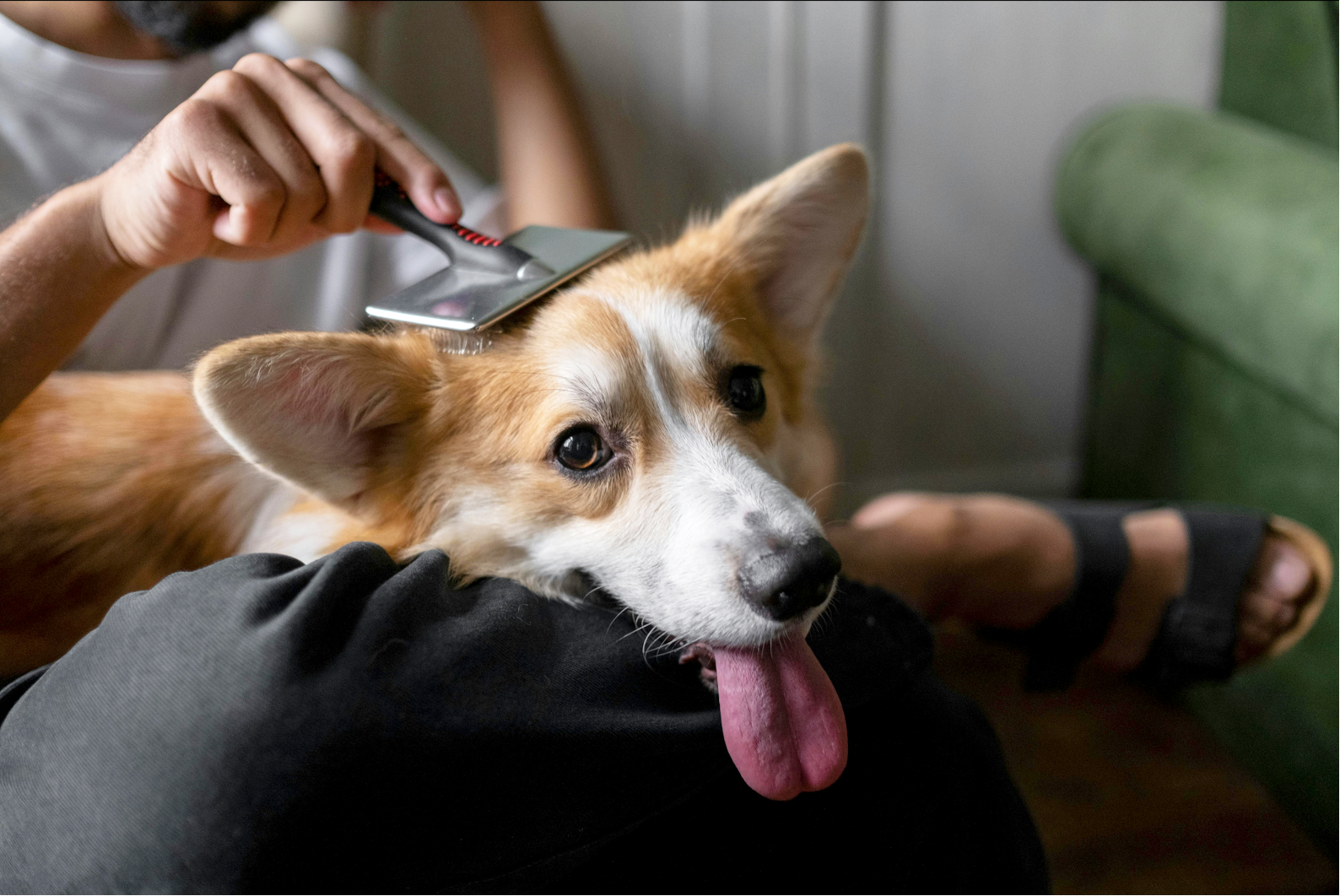 Discovering Your Dog's Coat: Learn about different coat types and the ...