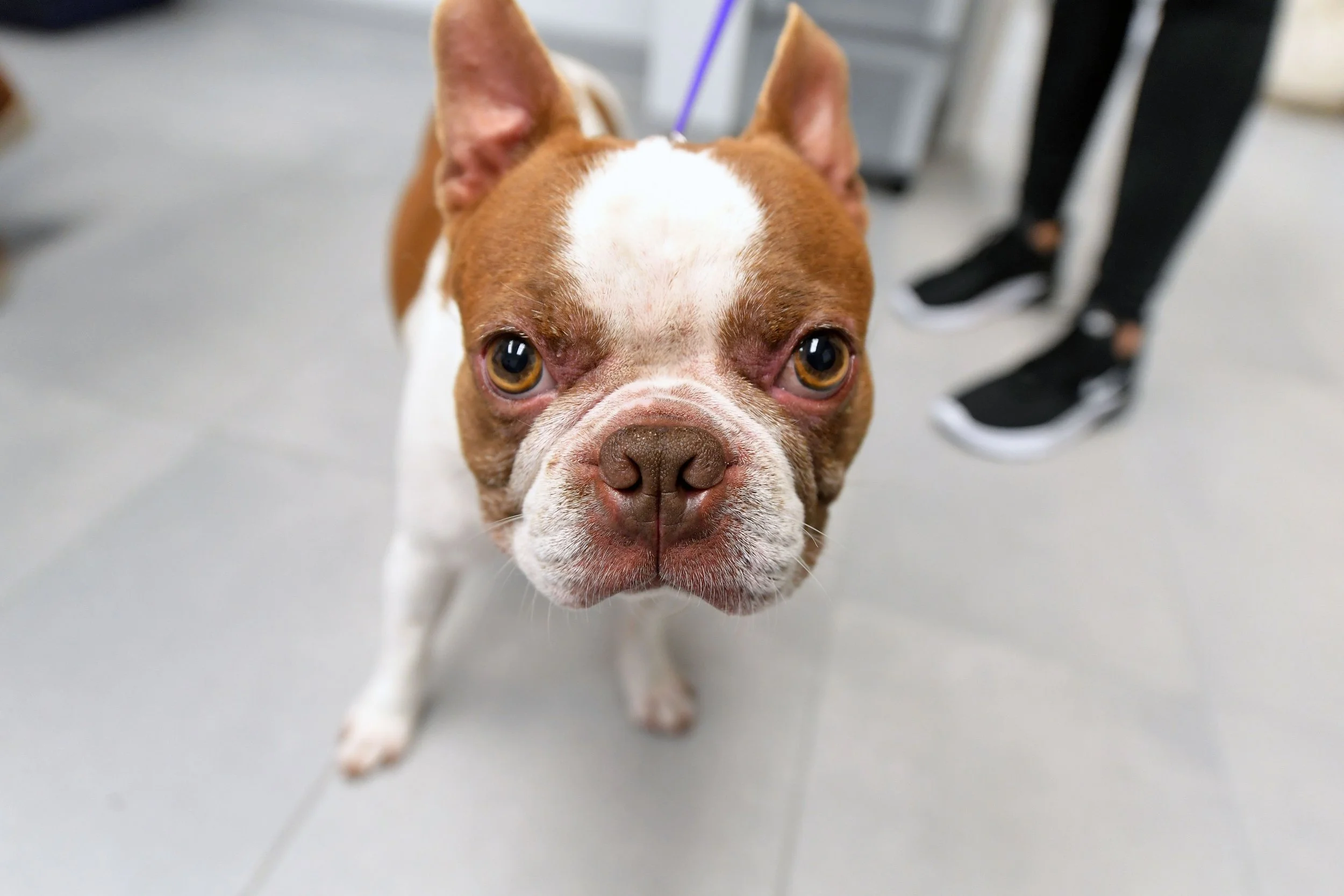 Looking For Small Dogs With Short Hair