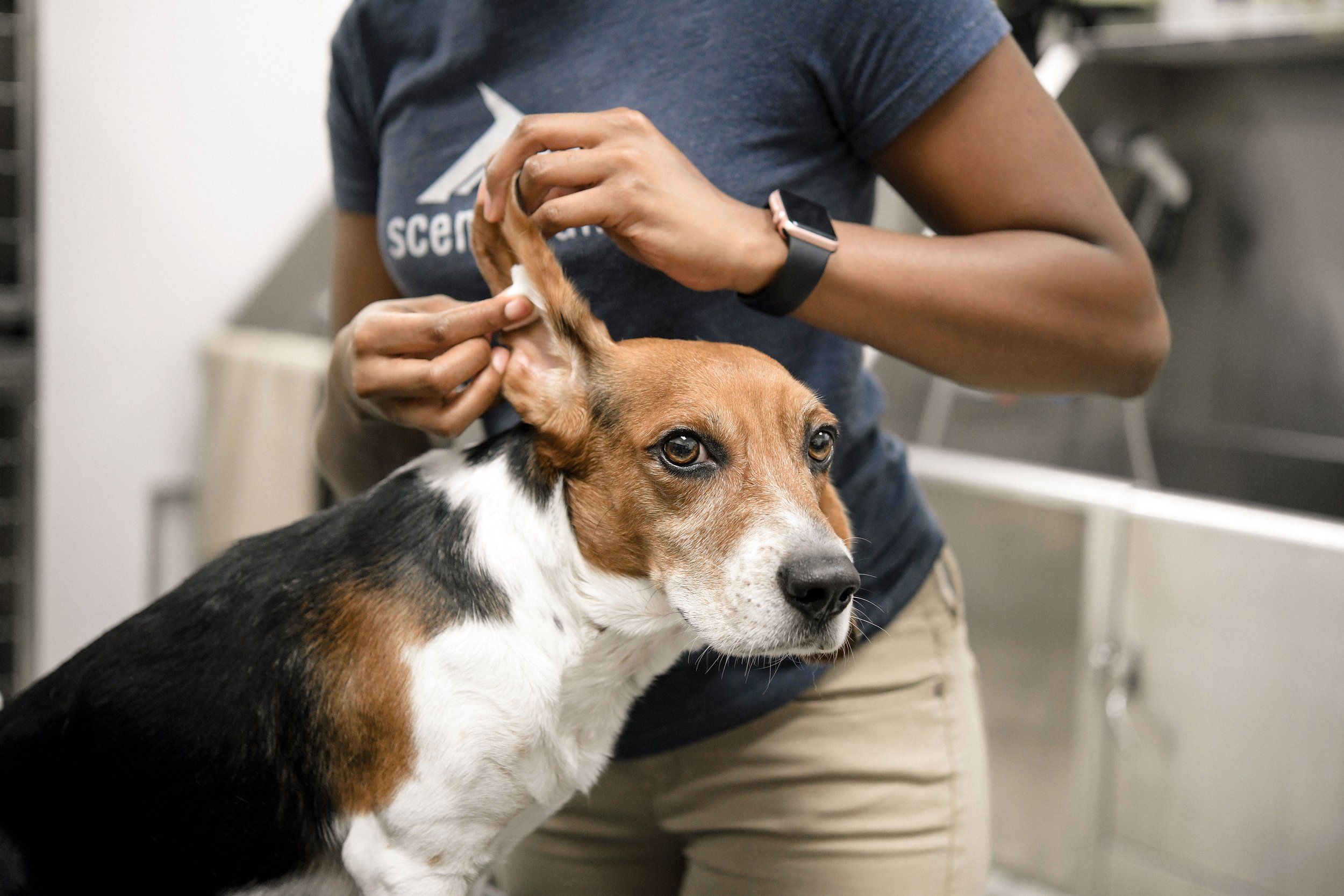 Boost Your Dog's Well-being: The Power of Preventive Care for a Happy ...