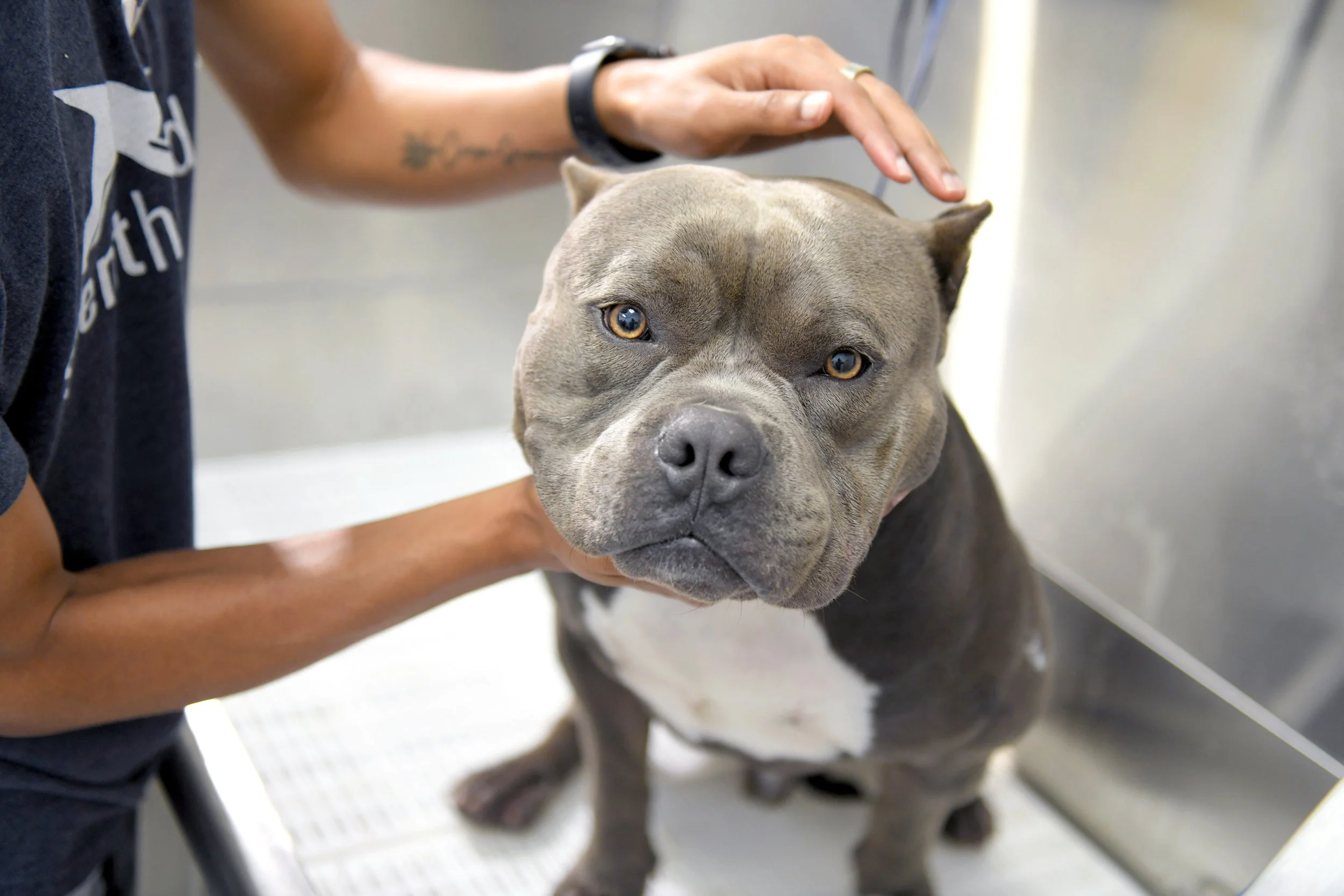 Guide to Dog Skin Care: Preventing Skin Disease for a Happy Dog