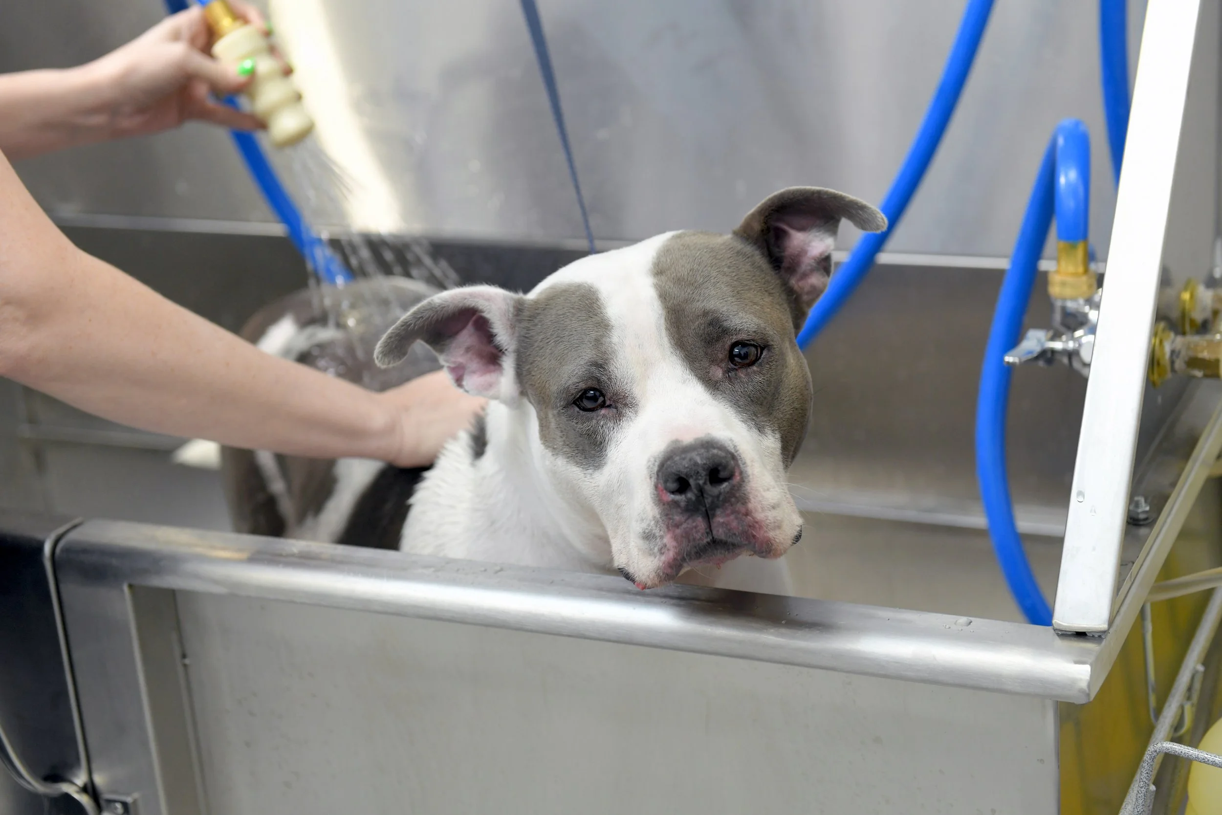 The Itchy Truth: What's Behind Your Dog's Excessive Scratching