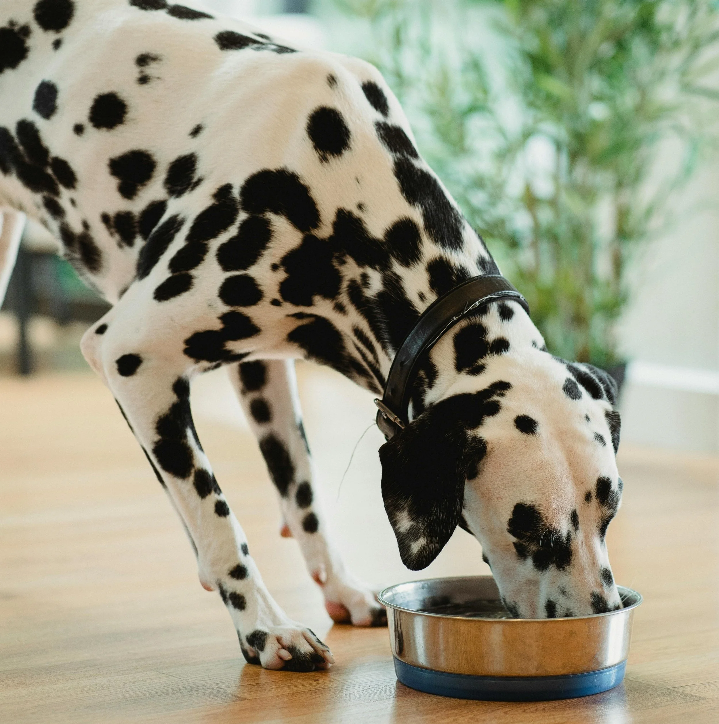 Optimizing Your Dog's Dental Health: The Role of Diet and Nutrition