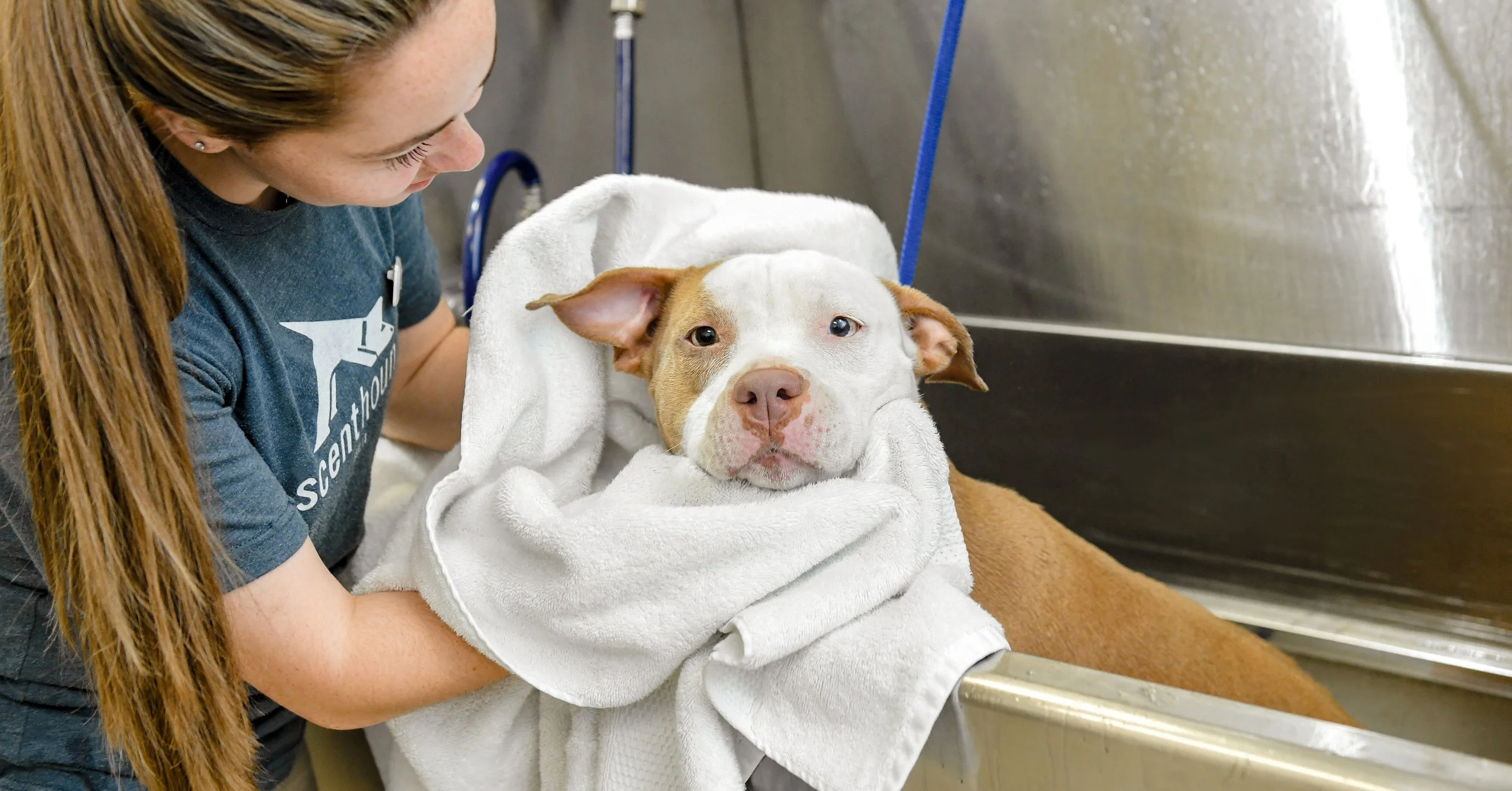 Understanding and Managing Common Skin Issues in Dogs