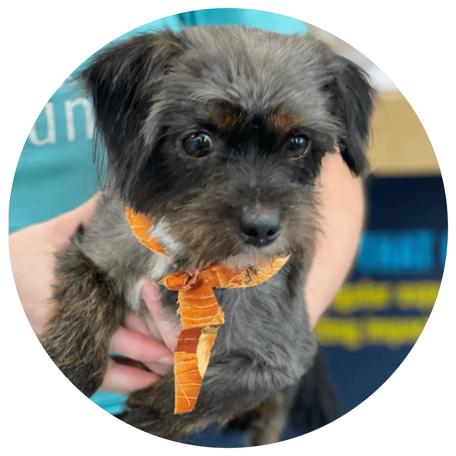 All Dogs Deserve a Clean Start