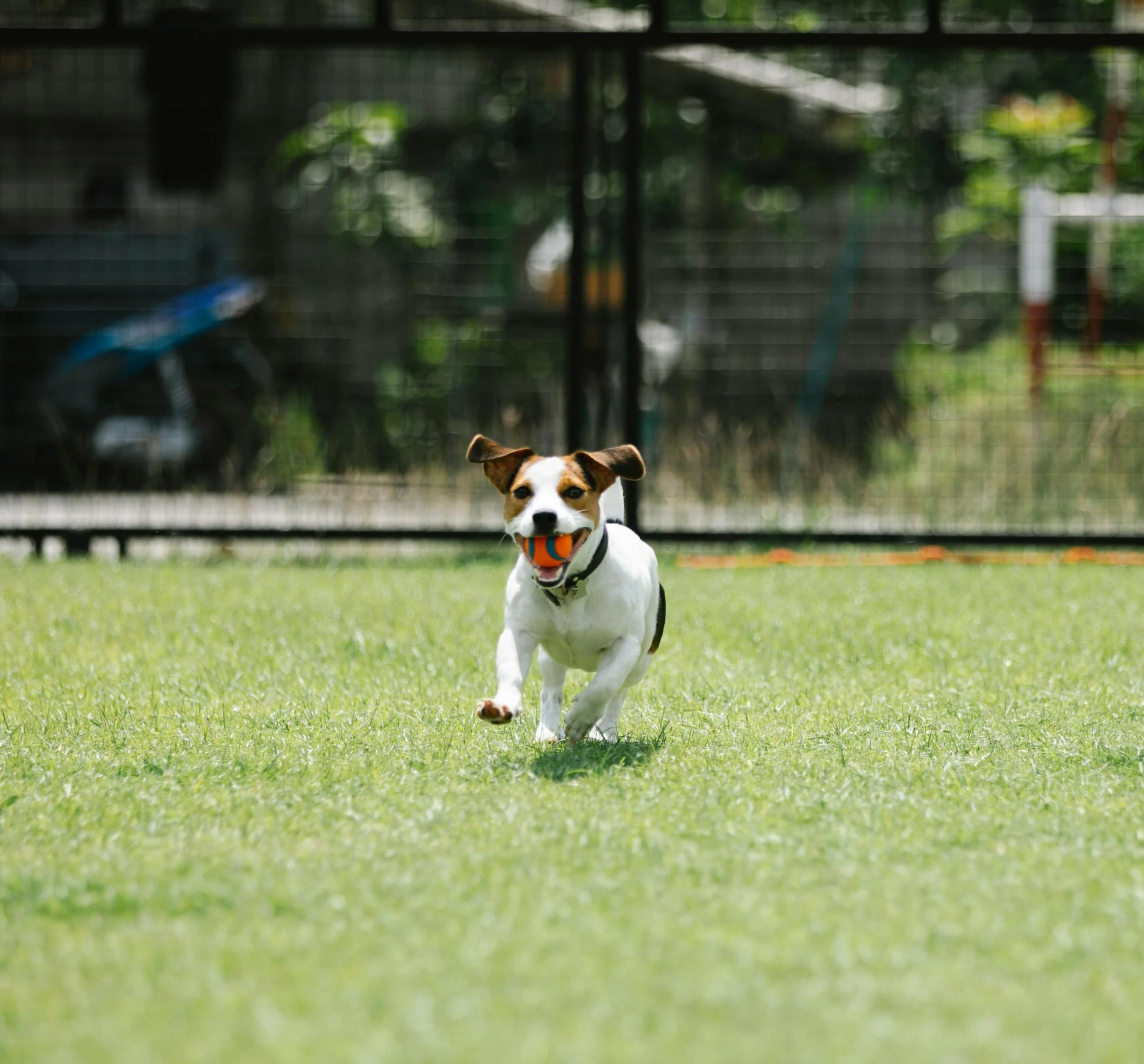 Unleash the Energy: Discover the Most Energetic Dog Breeds That Keep ...