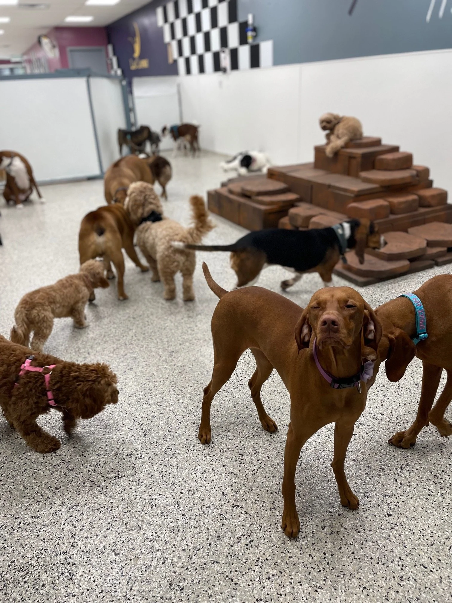 Look Inside — WAG WATCH | a luxury dog daycare