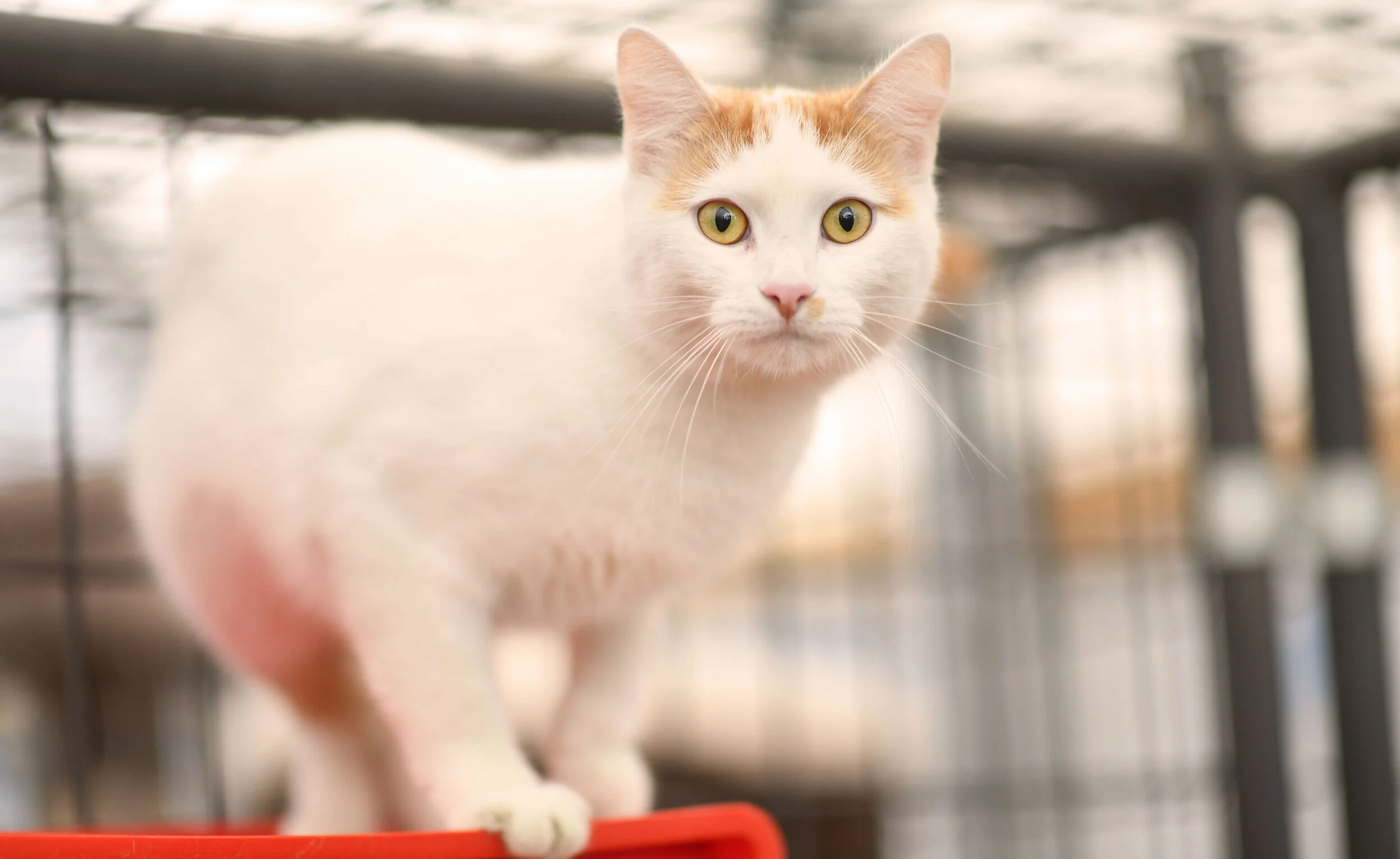 Adoptable Cats — Stray Hearts Animal Shelter