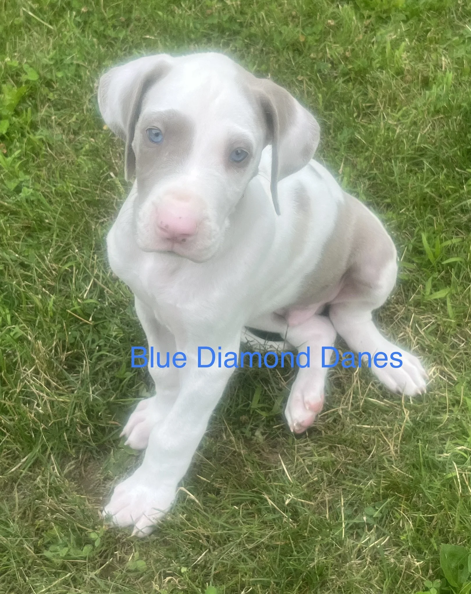 General 2 — Blue Diamond Danes