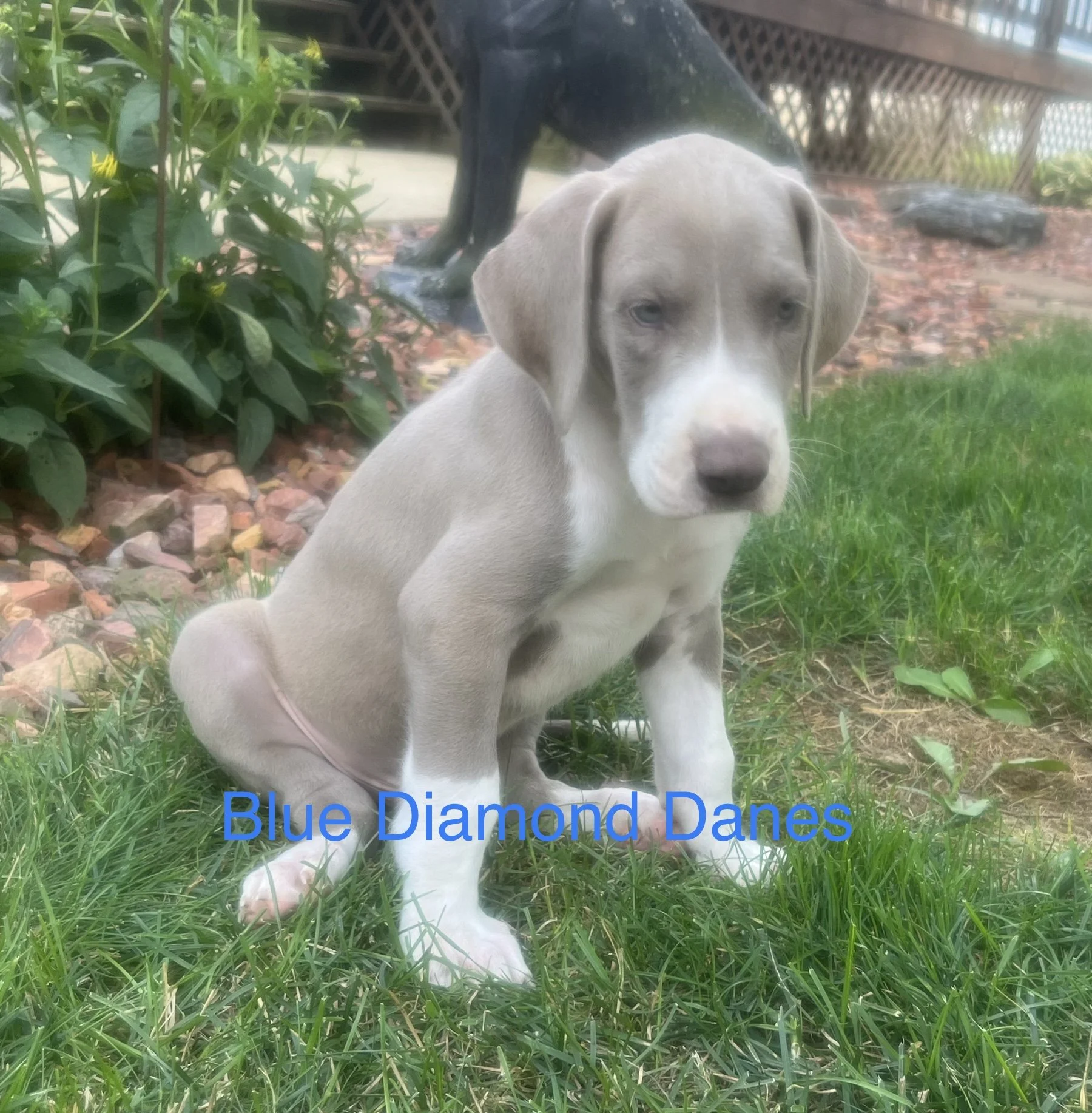 General 2 — Blue Diamond Danes